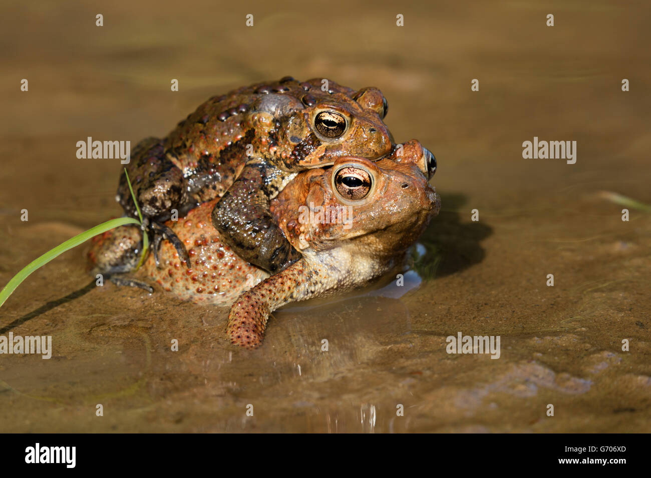 American toads, Bufo americanus, (Anaxyrus americanus), Maryland, Pair ...