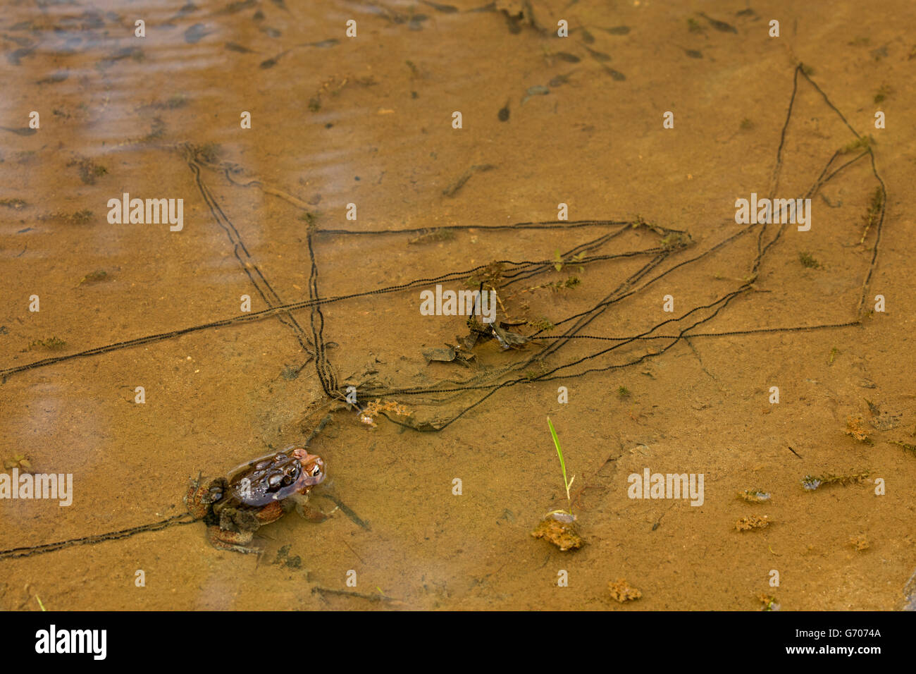 Toad laying eggs hi-res stock photography and images - Alamy