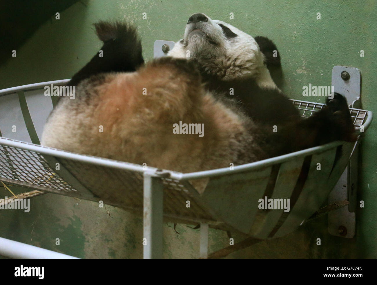 Female panda nears mating period Stock Photo - Alamy