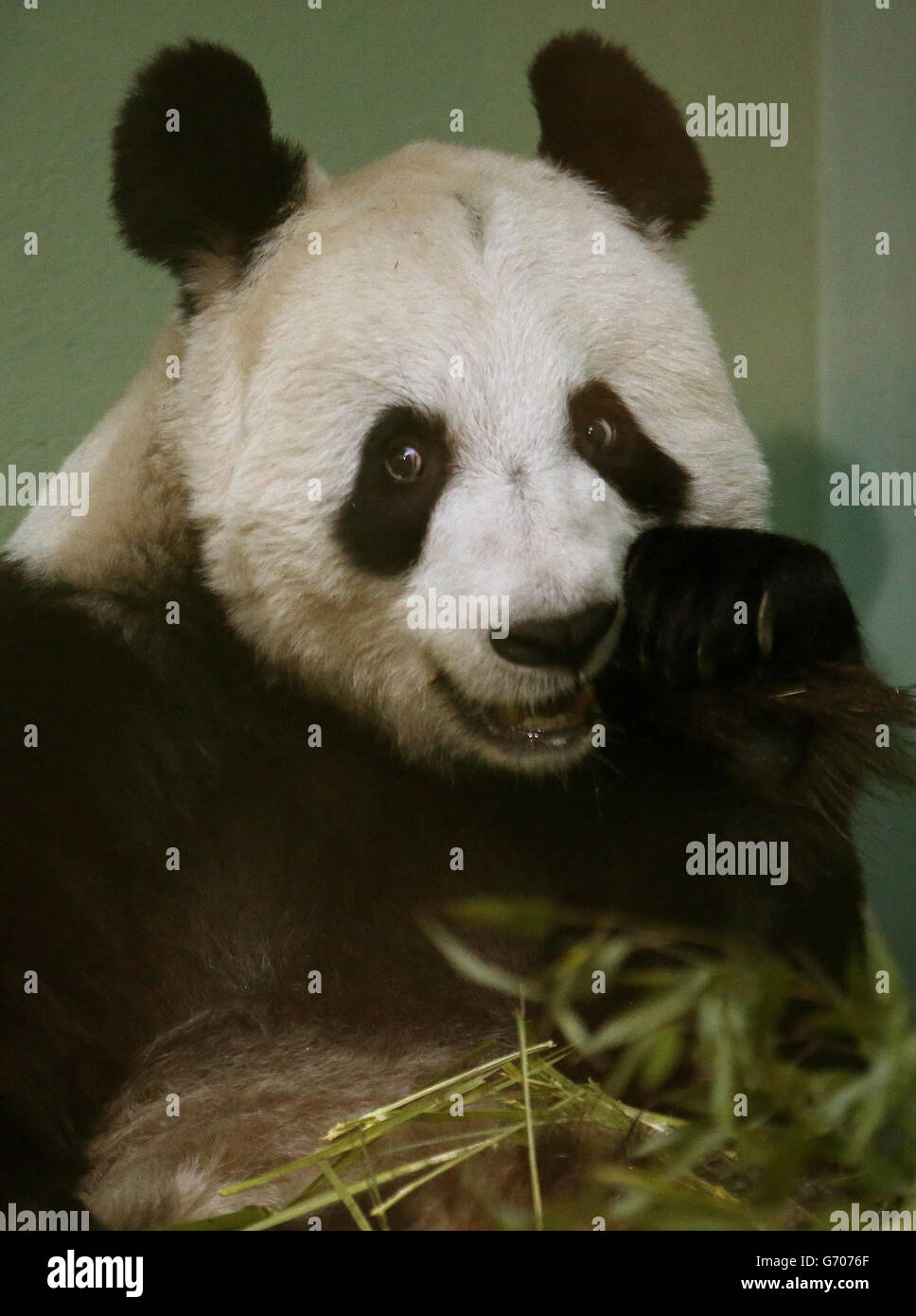 Pandas mating hi-res stock photography and images - Alamy