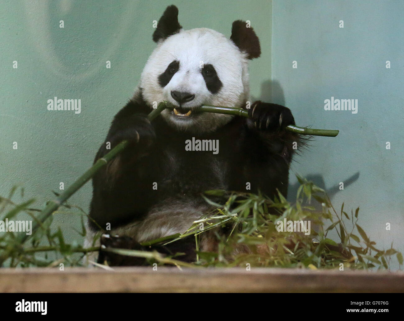 Pandas mating hi-res stock photography and images - Alamy