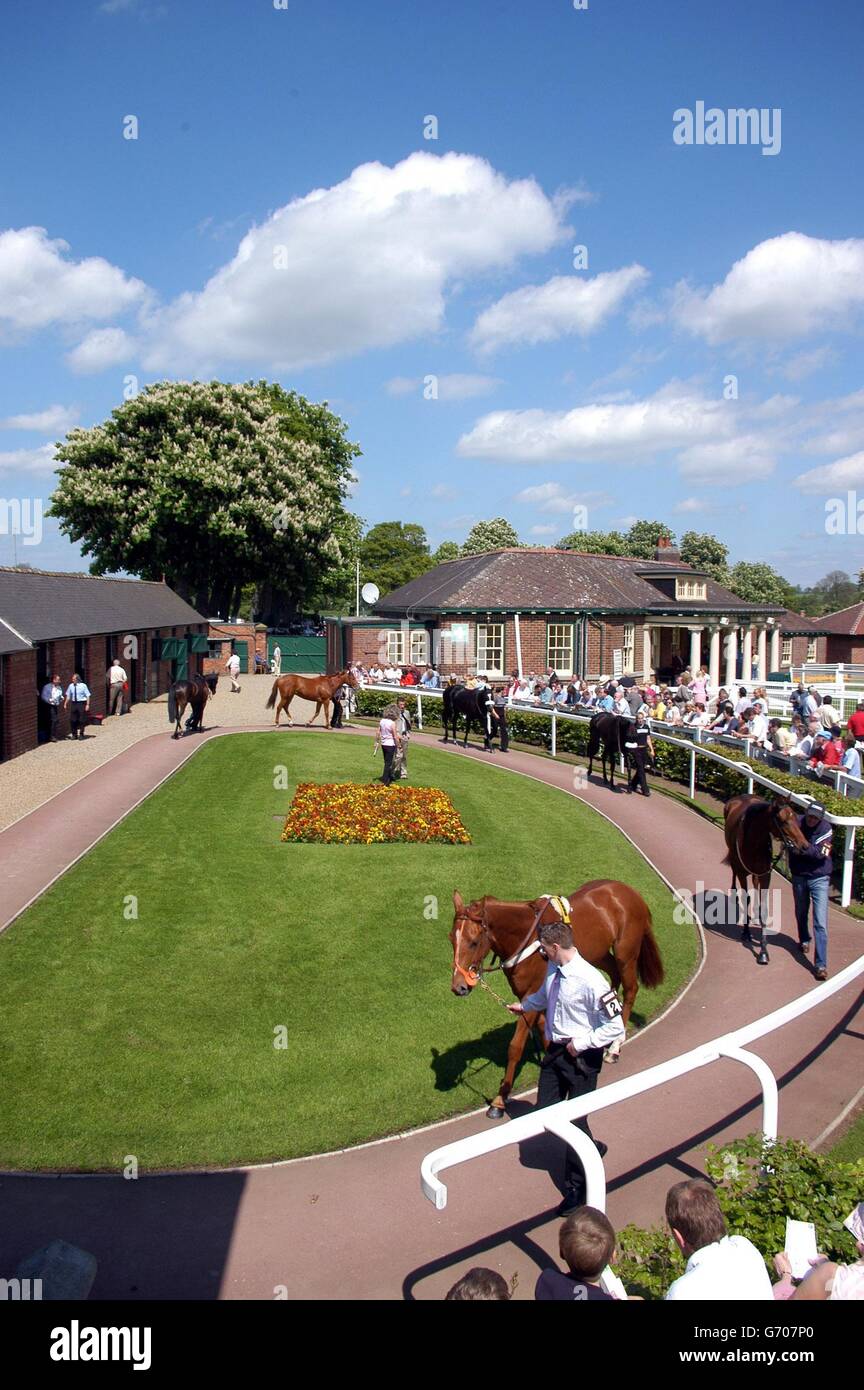 Ripon Race Meeting. A general view of horses parading outside the ...