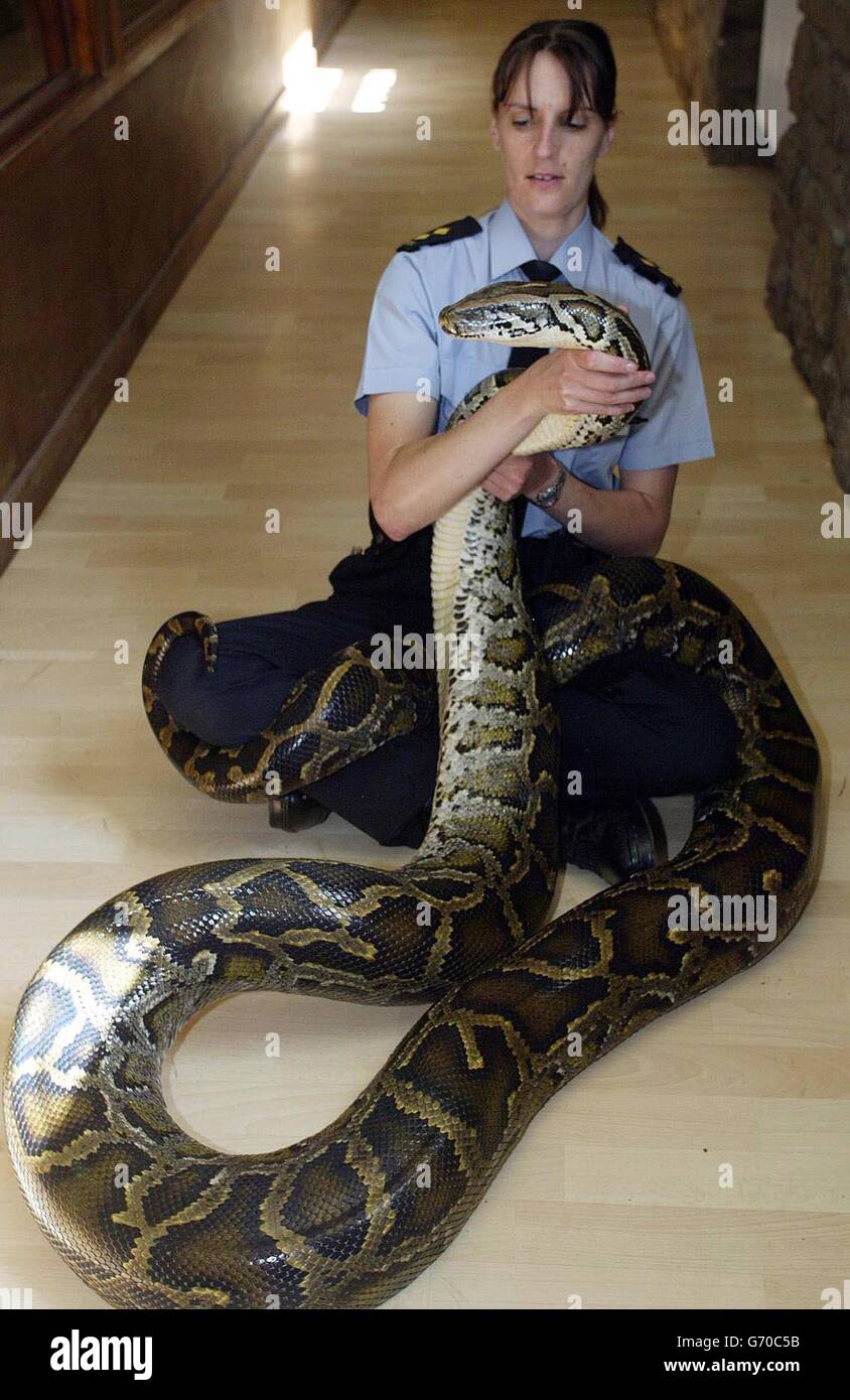 Rspca report on exotic animals hi-res stock photography and images - Alamy