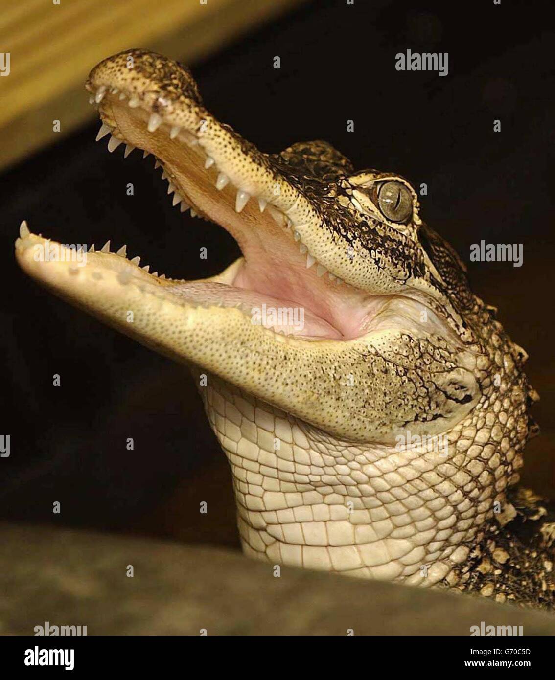 Rspca report on exotic animals hi-res stock photography and images - Alamy