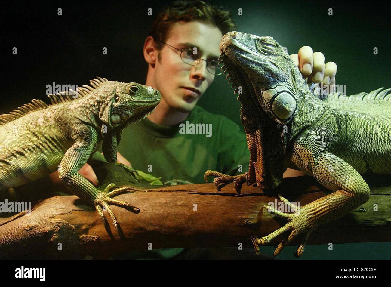 Tow animals hi-res stock photography and images - Alamy