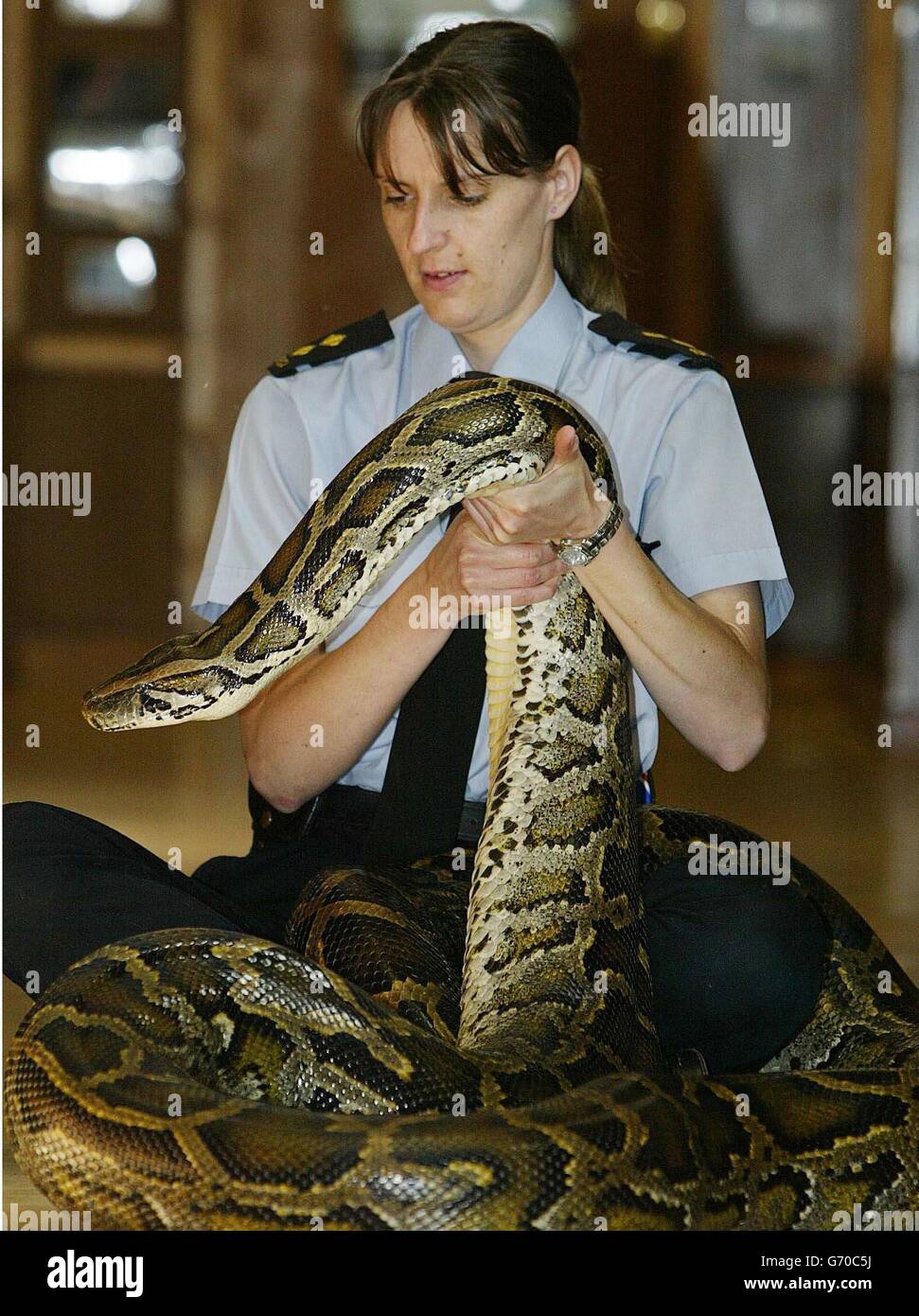 Rspca report on exotic animals hi-res stock photography and images - Alamy