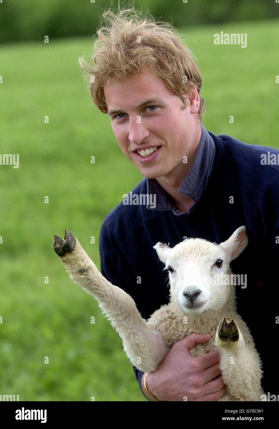 Royal prince farm animal sheep lamb visit prince william hi-res stock ...