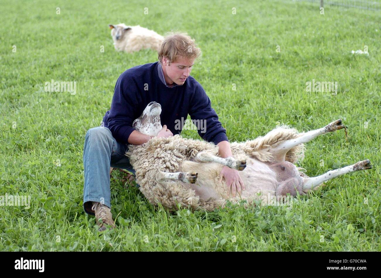 Royal prince farm animal sheep lamb visit prince william hi-res stock ...