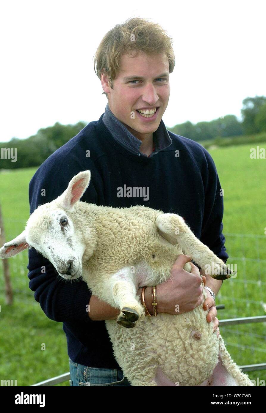 Royal prince farm animal sheep lamb visit prince william hi-res stock ...