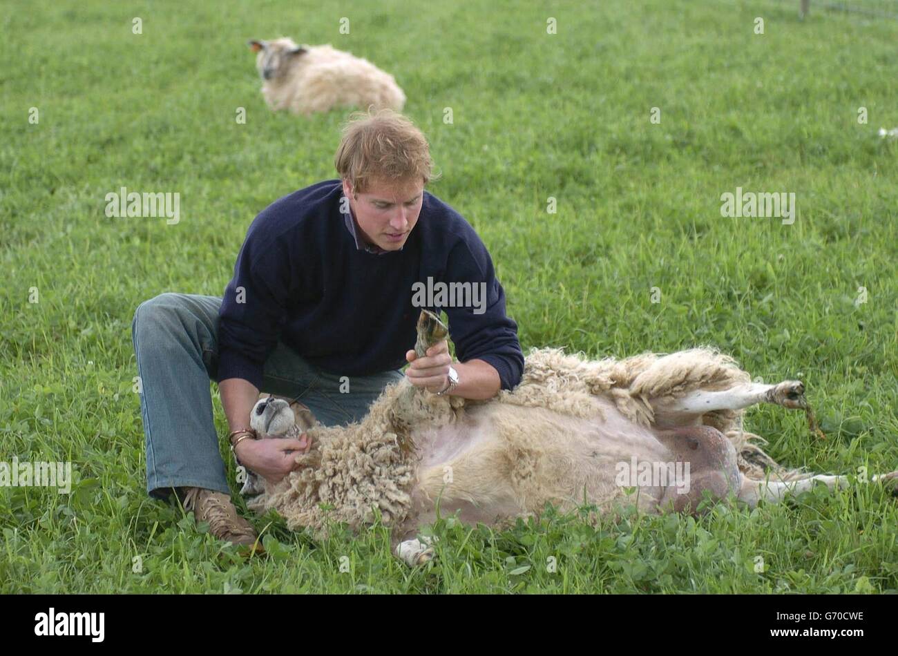 Royal prince farm animal sheep visit prince william hi-res stock ...