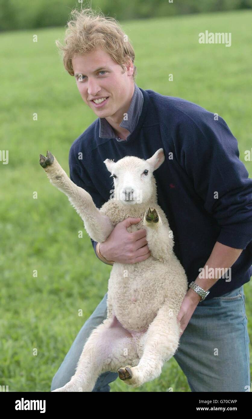 Royal prince farm animal sheep visit prince william hi-res stock ...
