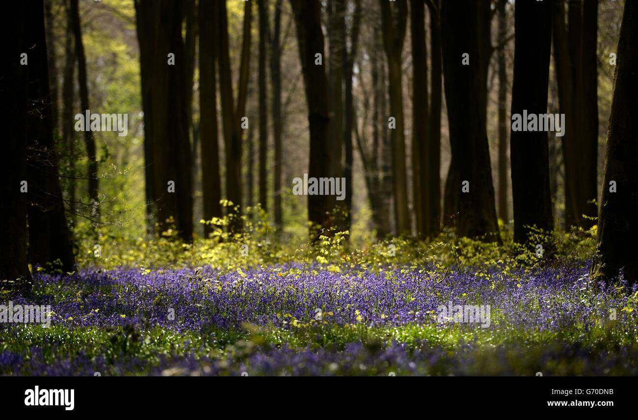 Bluebells In Bloom In Micheldever Wood High Resolution Stock ...