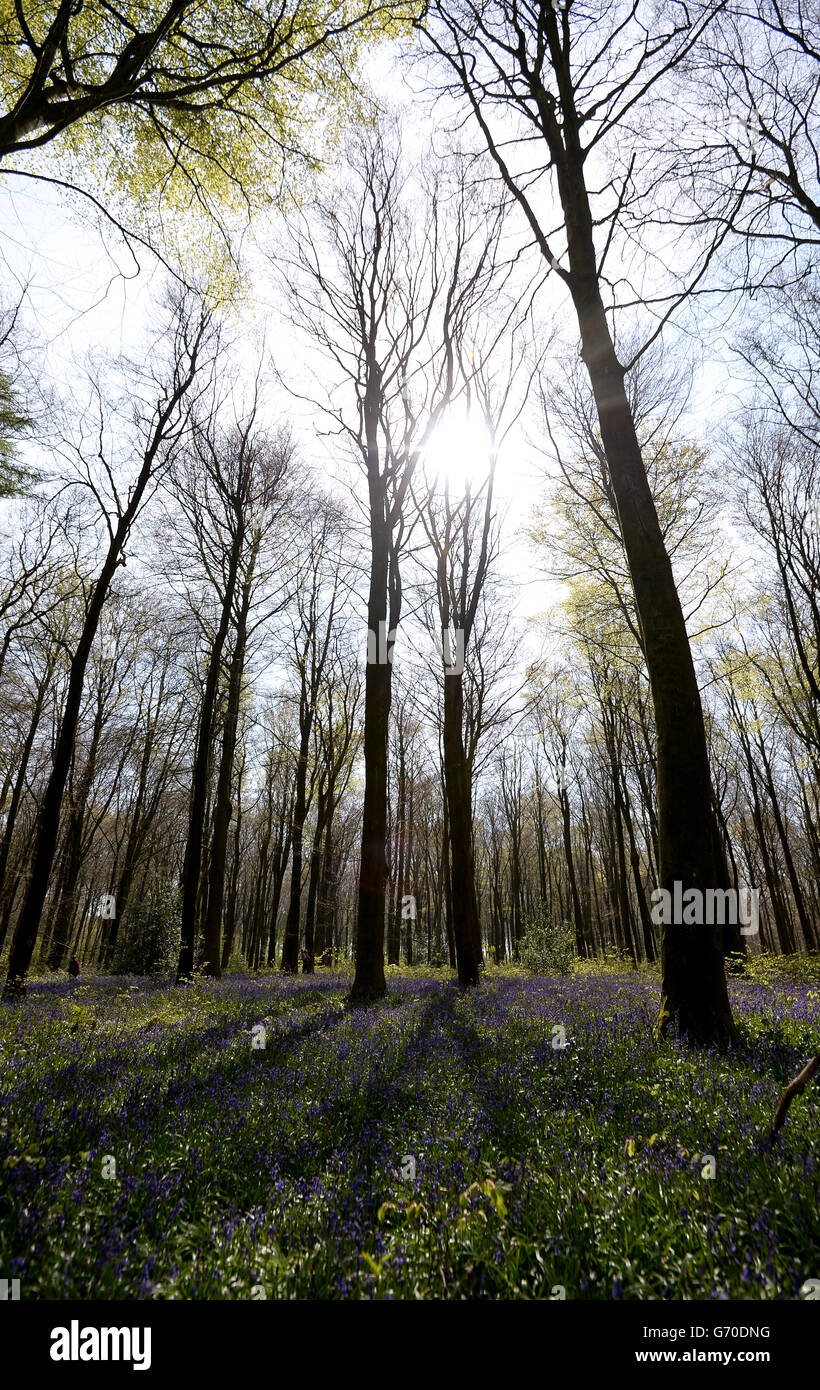 Bluebells micheldever wood in hampshire hi-res stock photography and ...