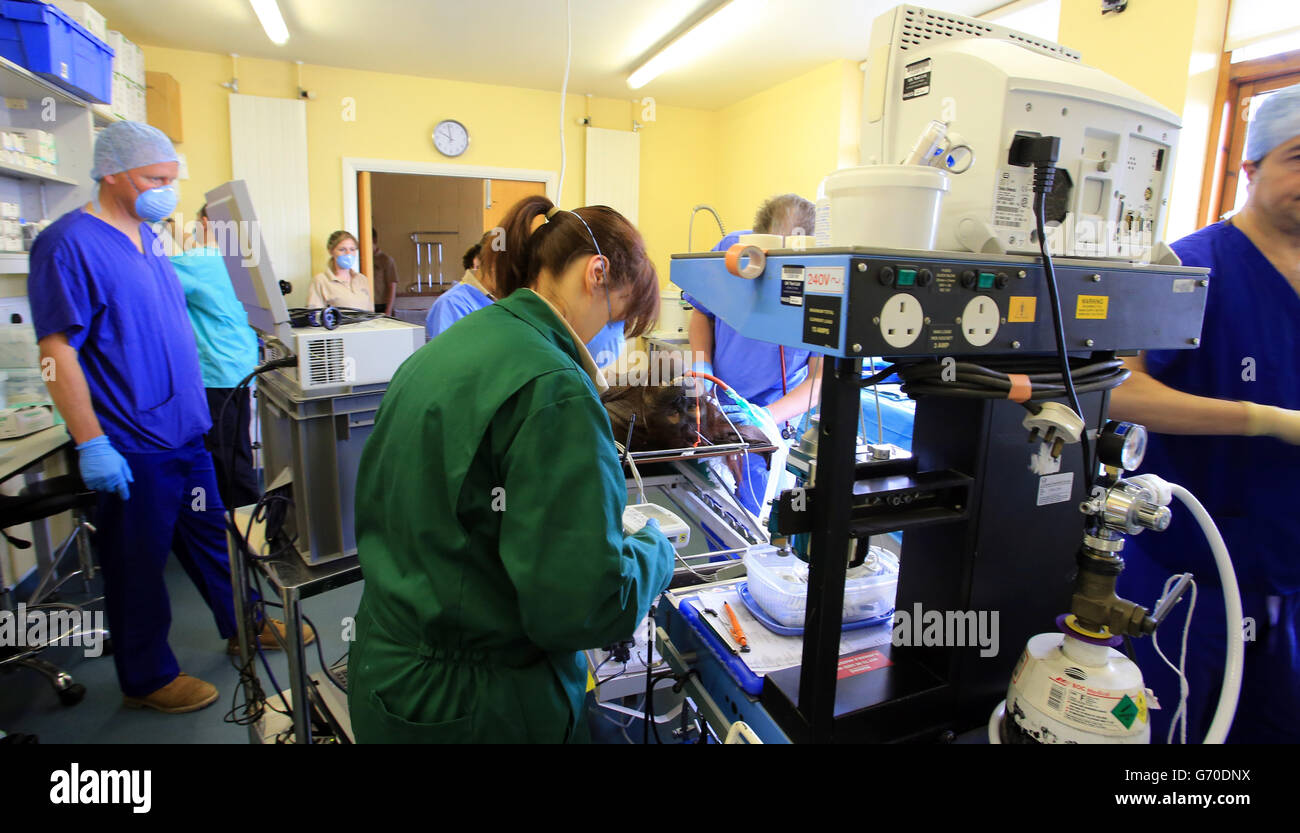 Orangutan operation Chester Zoo Stock Photo - Alamy