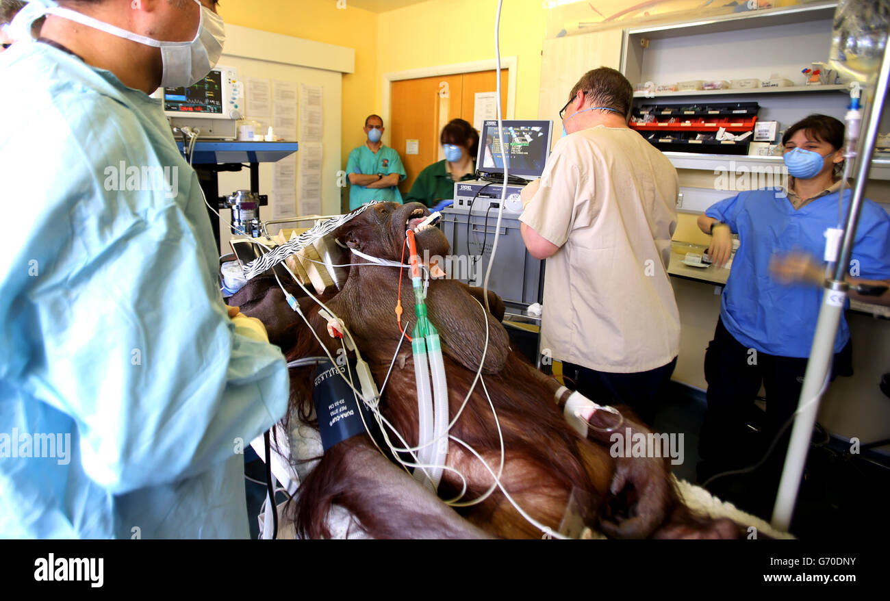 Orangutan operation Chester Zoo Stock Photo - Alamy
