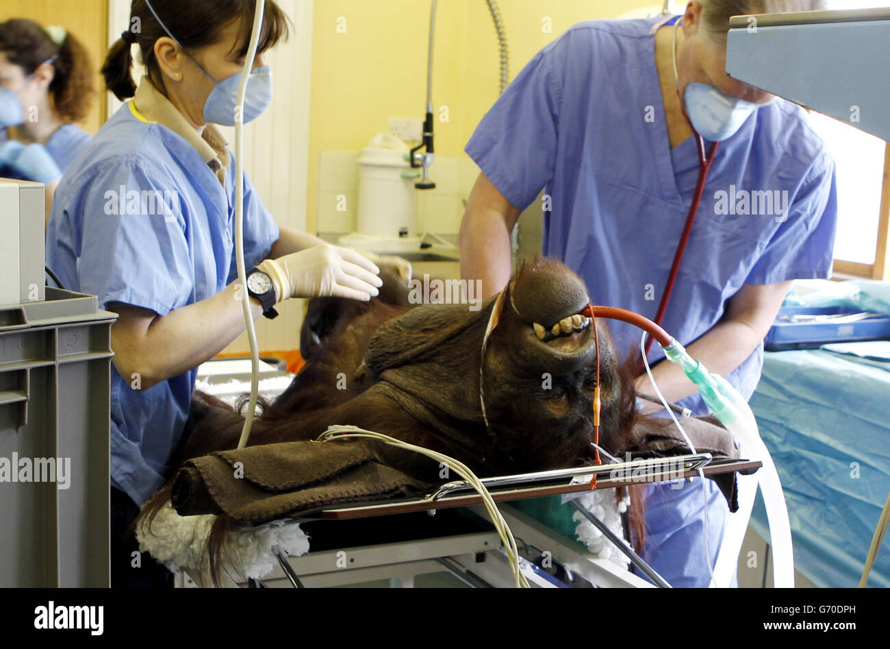 Orangutan operation Chester Zoo Stock Photo - Alamy