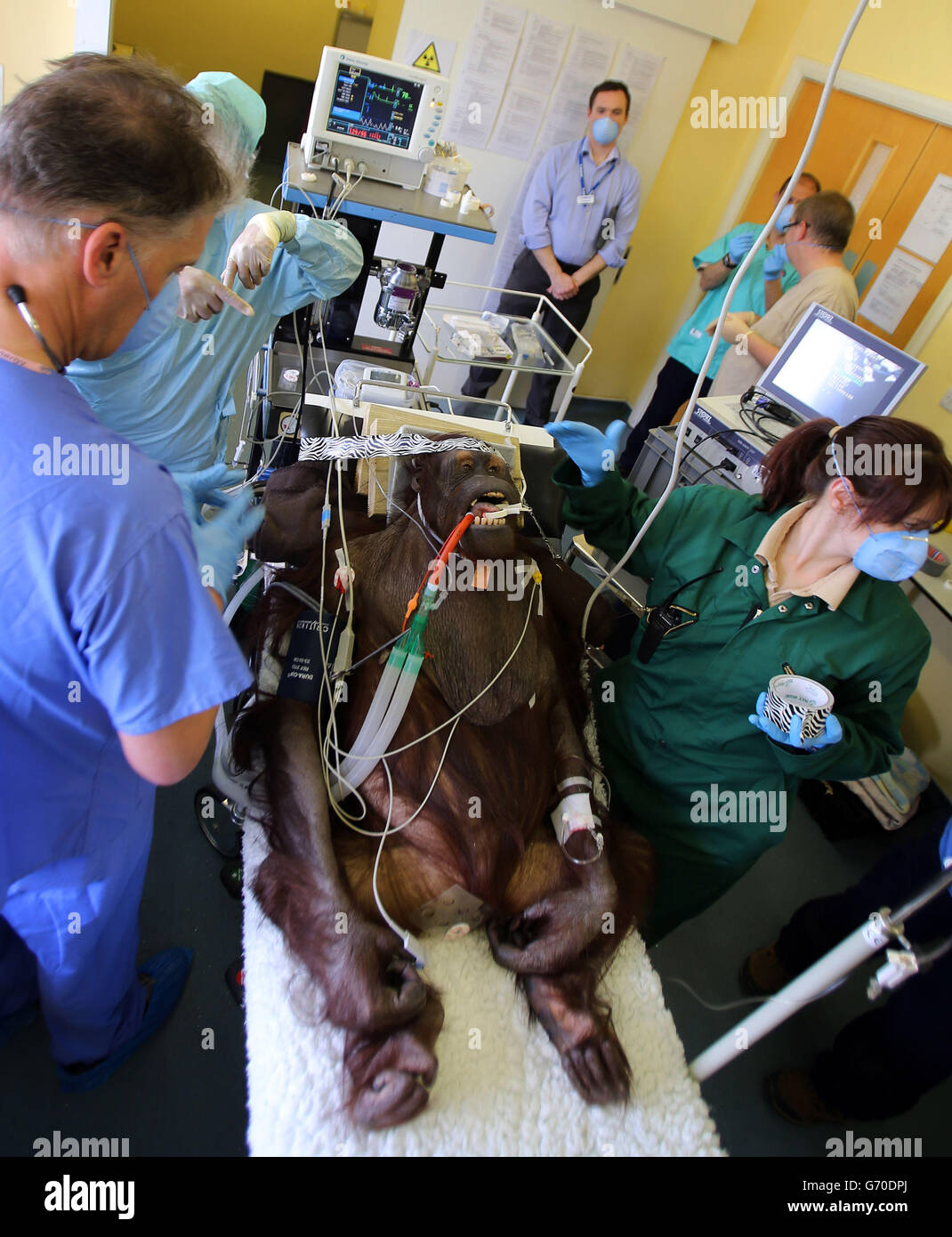 Orangutan operation Chester Zoo Stock Photo - Alamy