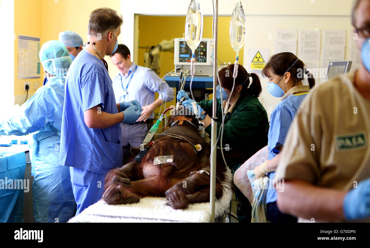 Orangutan operation Chester Zoo Stock Photo - Alamy