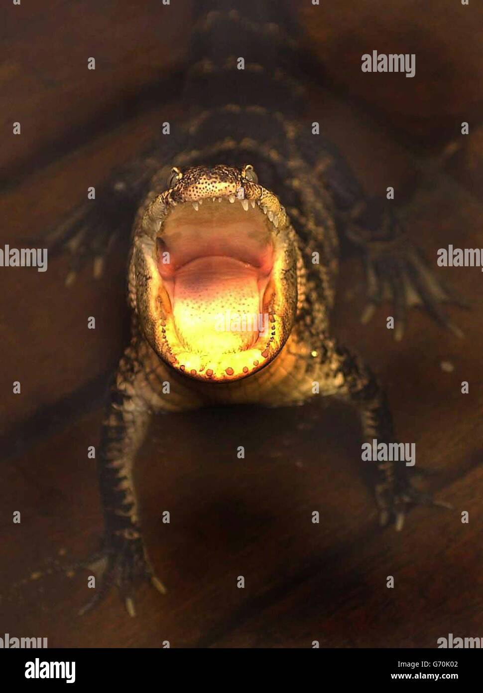 Rspca report hi-res stock photography and images - Alamy