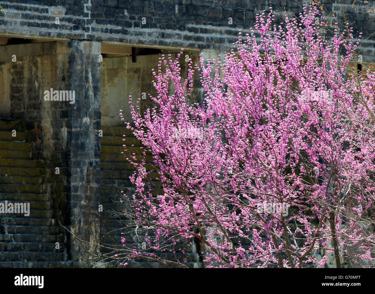 Redbud trees hi-res stock photography and images - Alamy