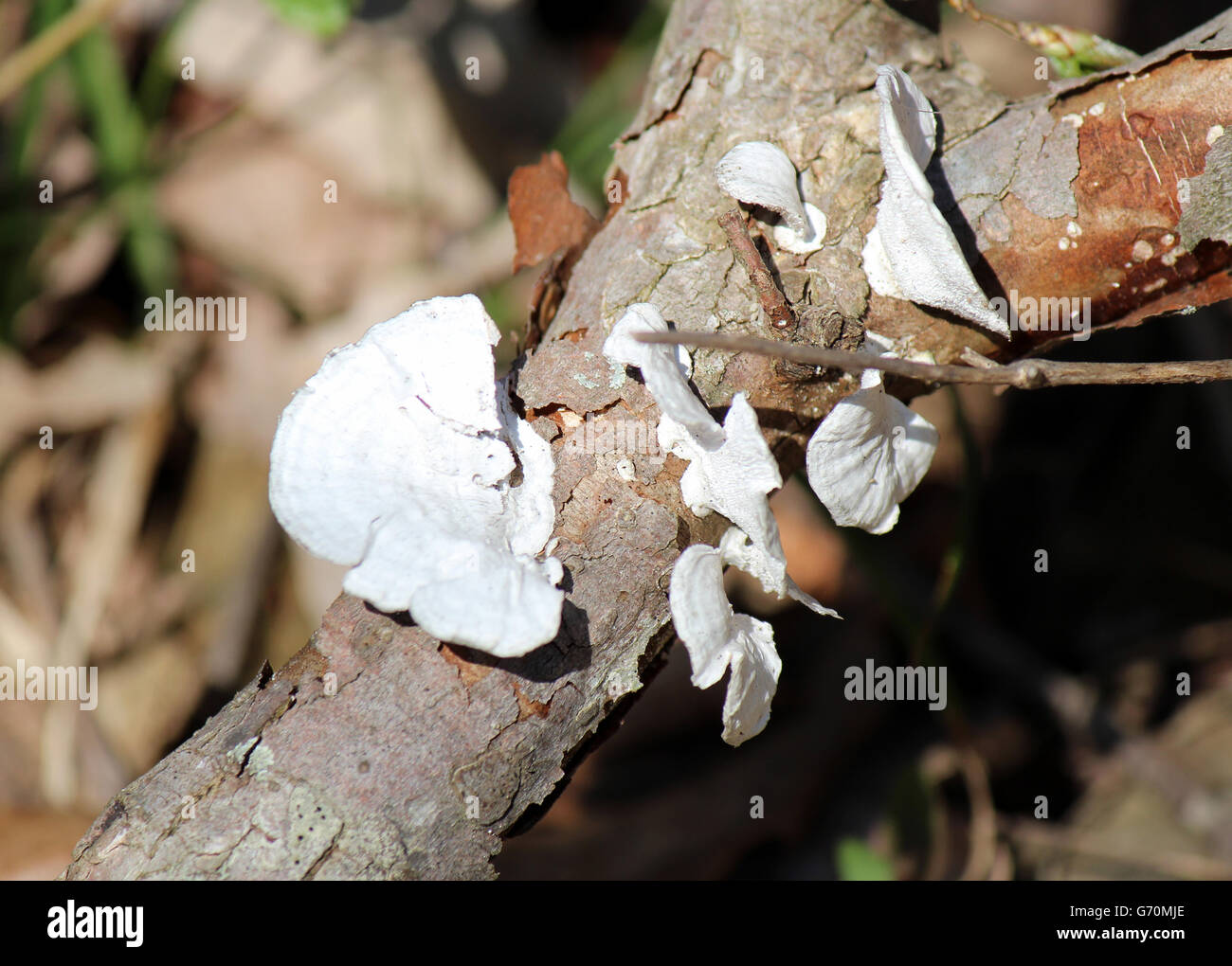 White wood fungus hi-res stock photography and images - Alamy