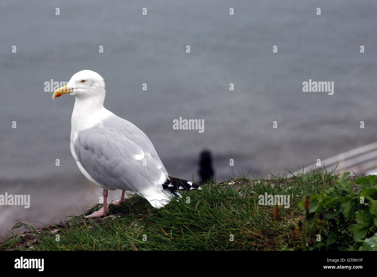A seagull keeps watch over the small fishing town of Whitby and its ...