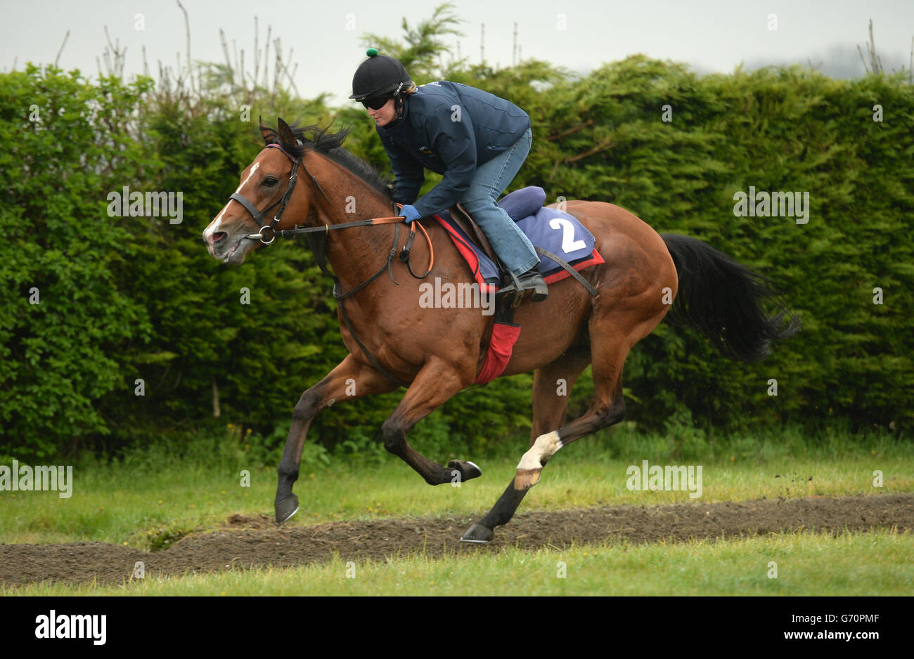 Olympic Glory is exercised on the Gallops during the stable visit at ...