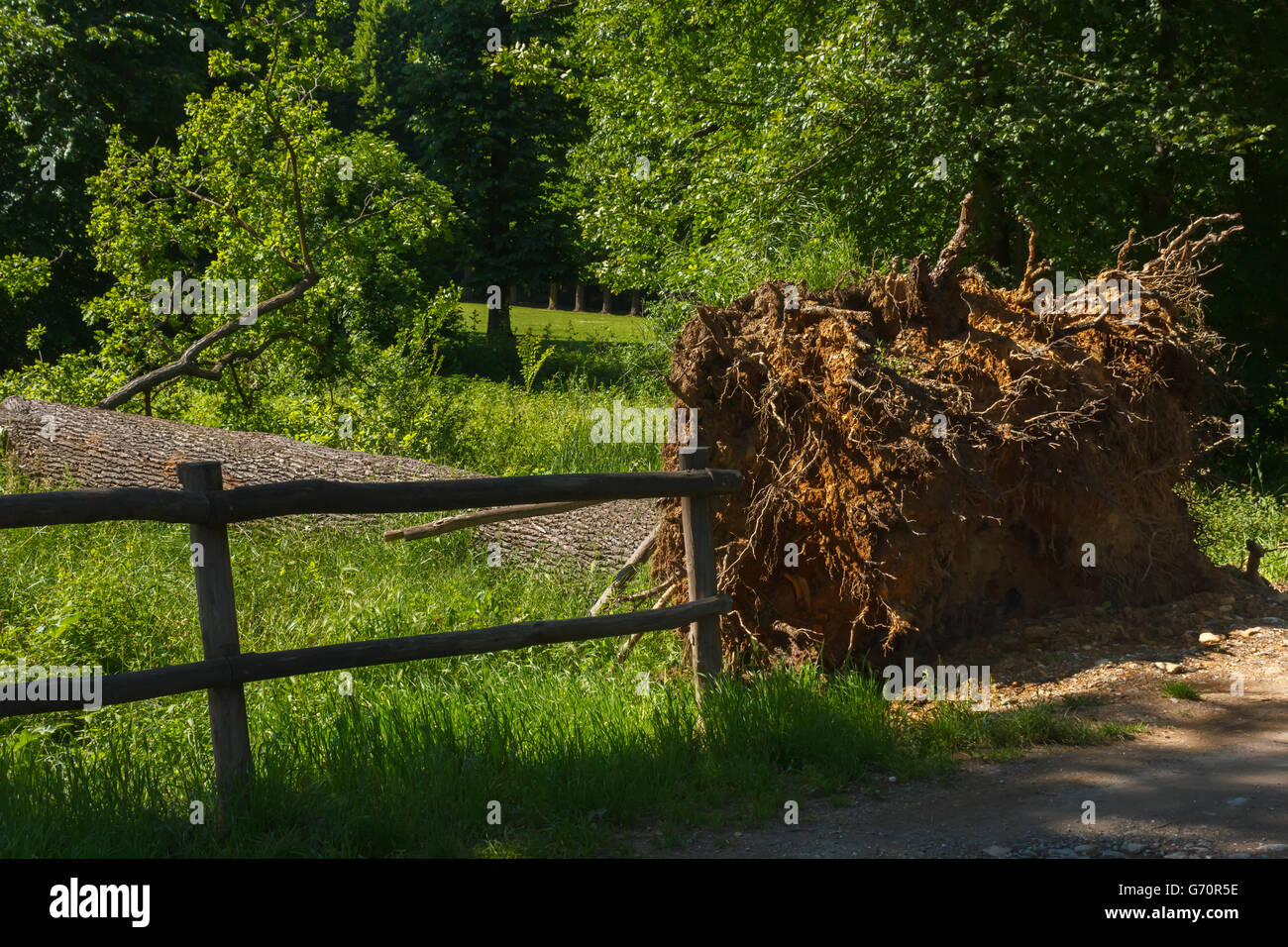 a tree lying on the ground shows its roots Stock Photo - Alamy