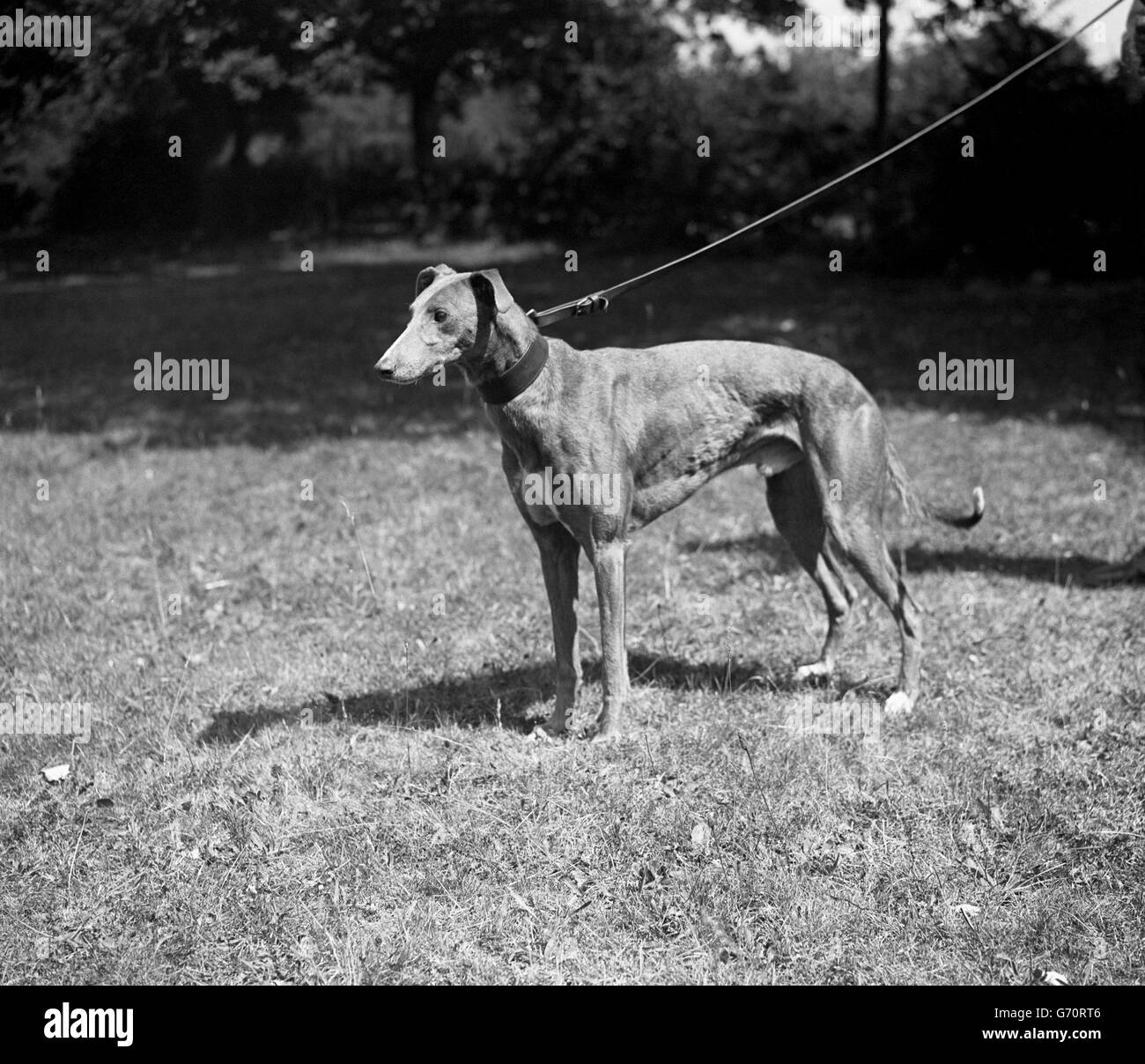 Greyhound Racing - Mick The Miller - Burhill Kennels - Walton-on-Thames ...