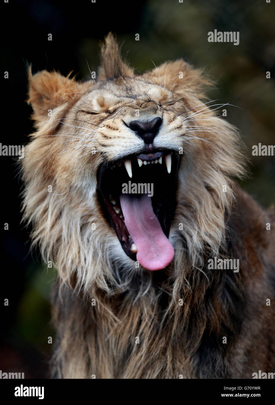 Roar animals hi-res stock photography and images - Alamy