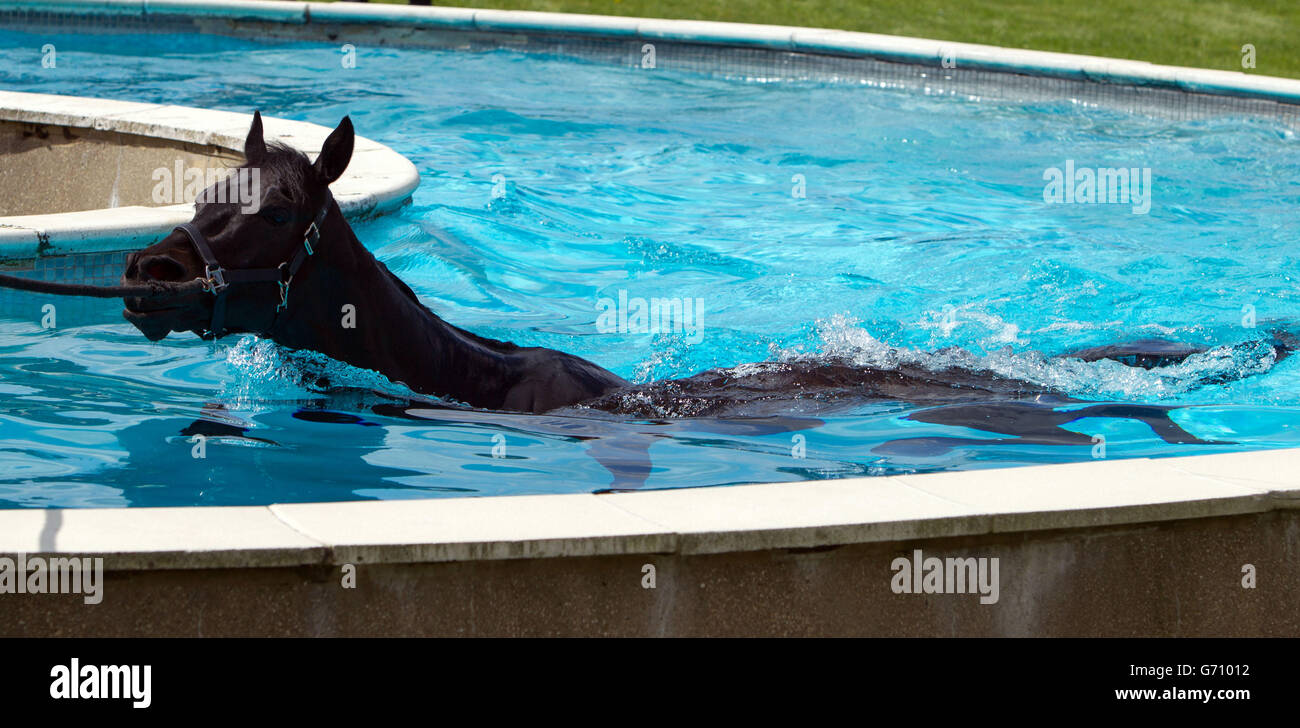 a horse is exercised in the equine pool at Trainer Andrew Balding's ...
