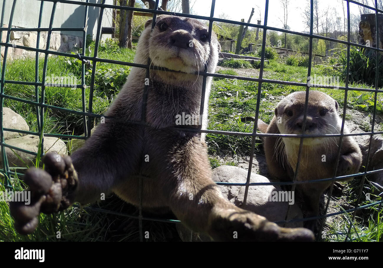 An otter at the Wildfowl & Wetlands Trust (WWT) Washington Wetlands ...
