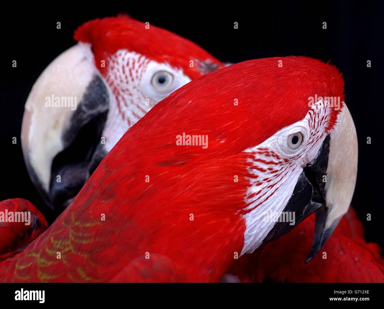 Importation of wild birds ban petition Stock Photo - Alamy