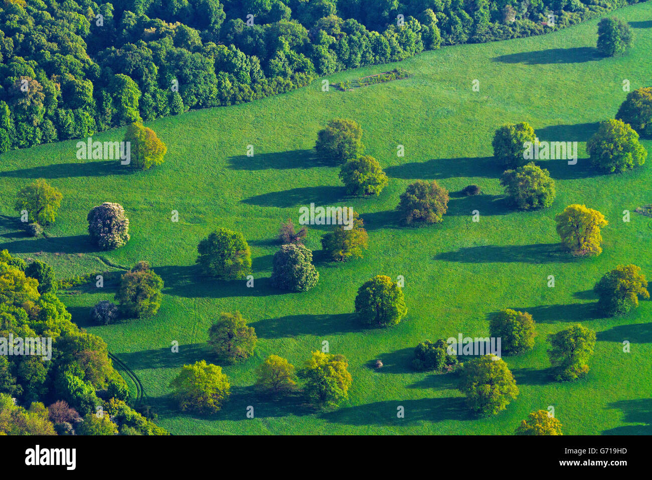 Meadow with trees hi-res stock photography and images - Alamy
