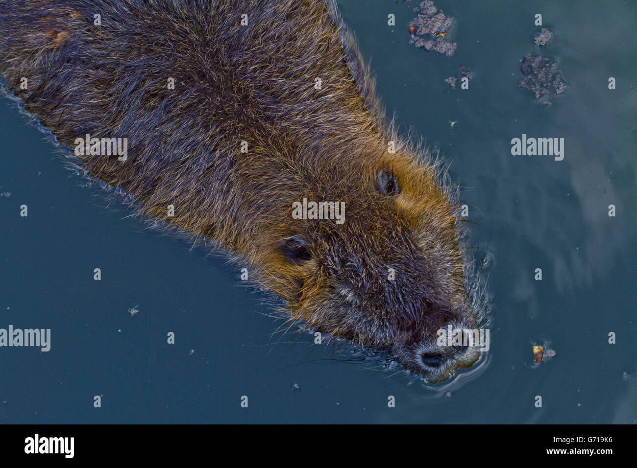 Nutria / (Myocastor coypus) / Coypu Stock Photo - Alamy