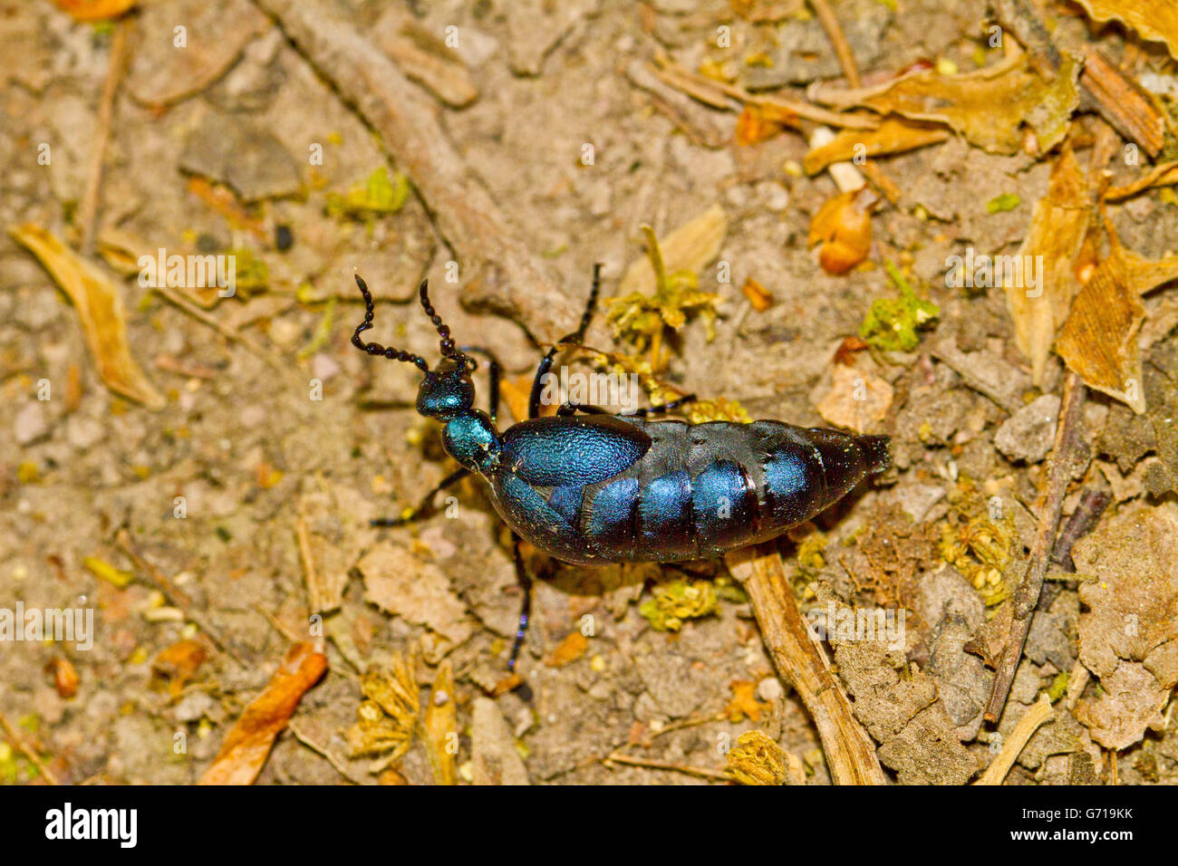 Violet Oil Beetle, Harz, Saxony-Anhalt, Germany / (Meloe violaceus ...