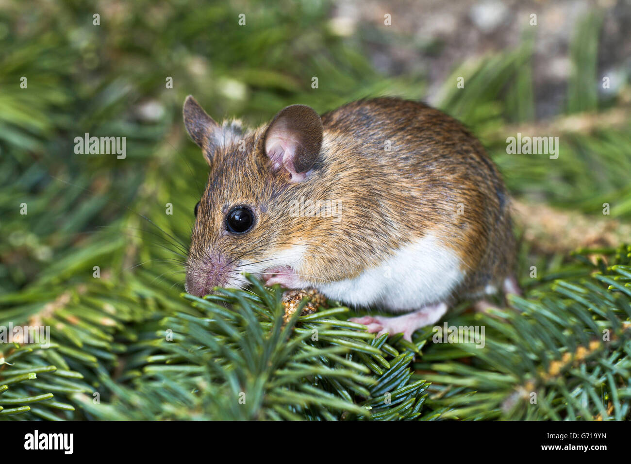 Yellow-necked Mouse, Lower Saxony, Germany / (Apodemus flavicollis ...