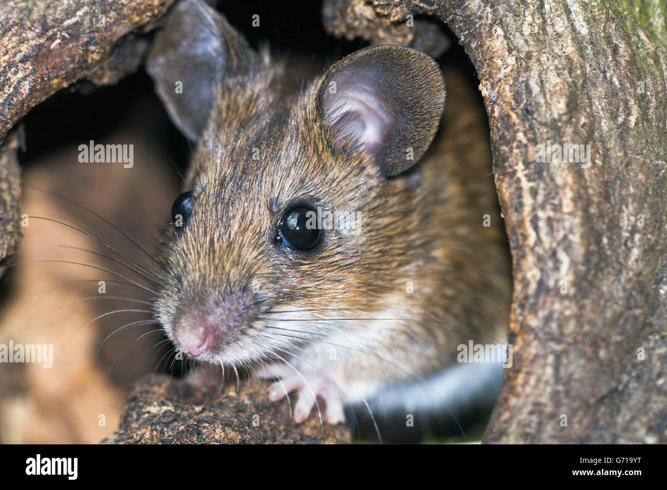 Yellow necked mouse hi-res stock photography and images - Alamy