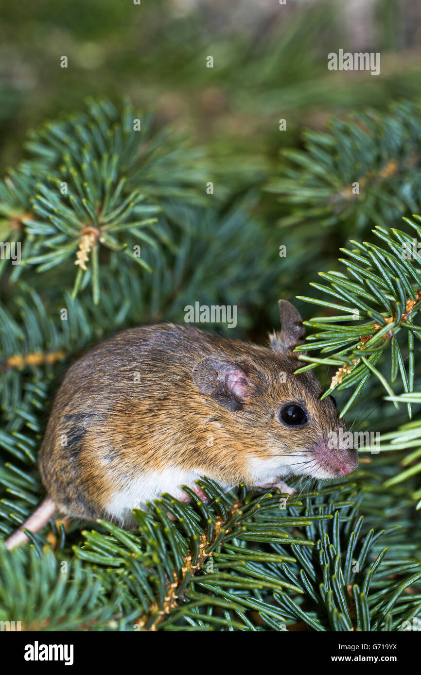 Yellow-necked Mouse, Lower Saxony, Germany / (Apodemus flavicollis ...