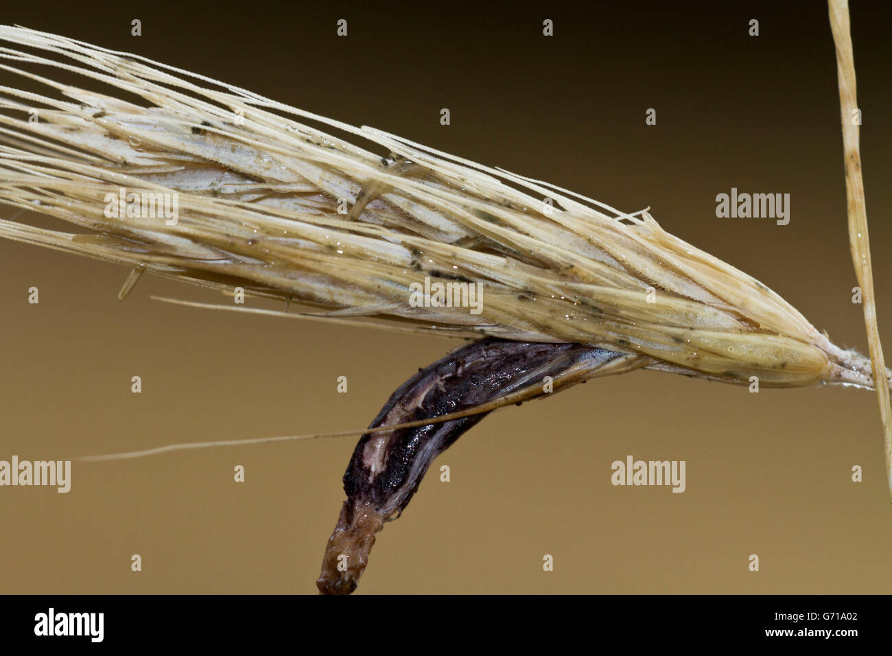 Ergot of rye claviceps purpurea hi-res stock photography and images - Alamy