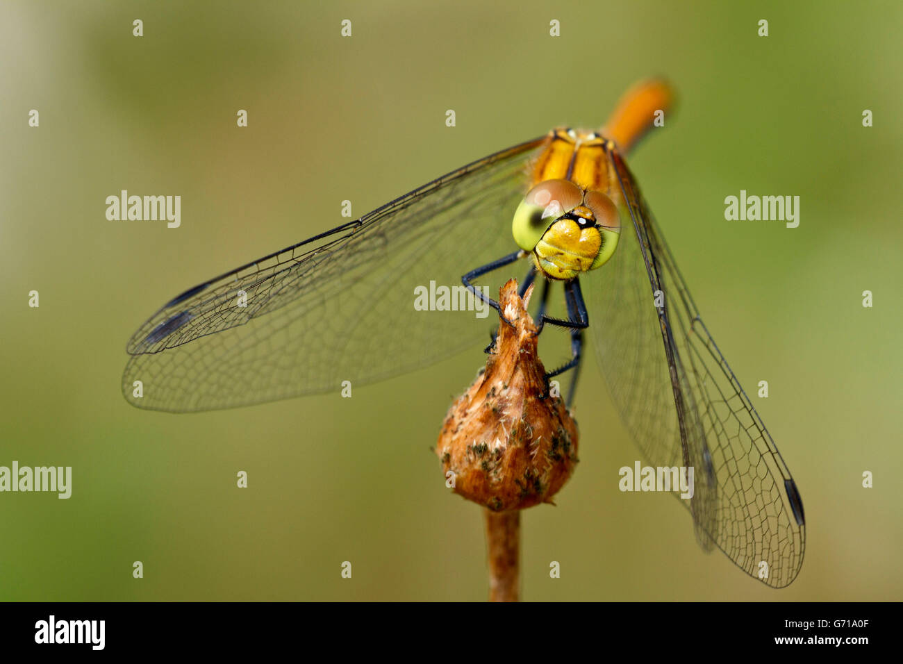 Female vagrant darter dragonfly hi-res stock photography and images - Alamy