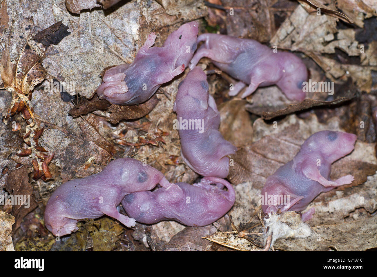 Dead youngs hi-res stock photography and images - Alamy