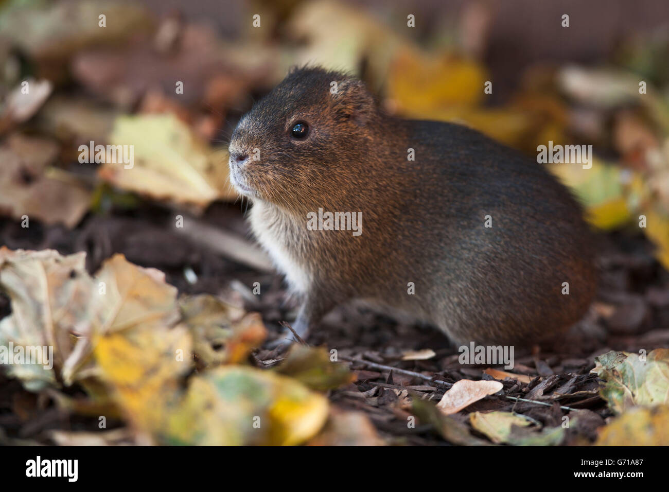 Greater Guinea Pig / (Cavia magna Stock Photo - Alamy
