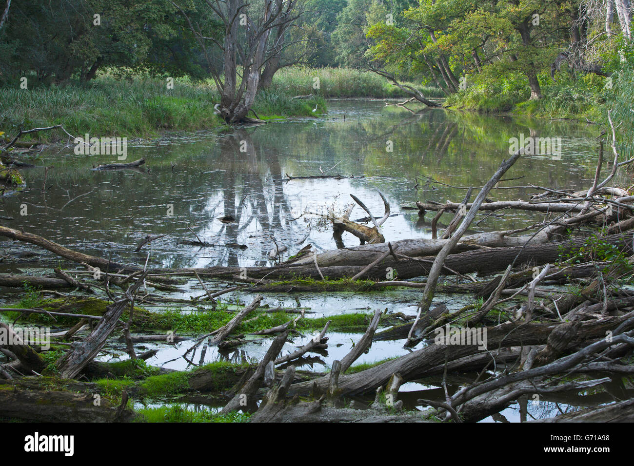 Alluvial forest, March, near Marchegg near border Austria - Slovakia ...