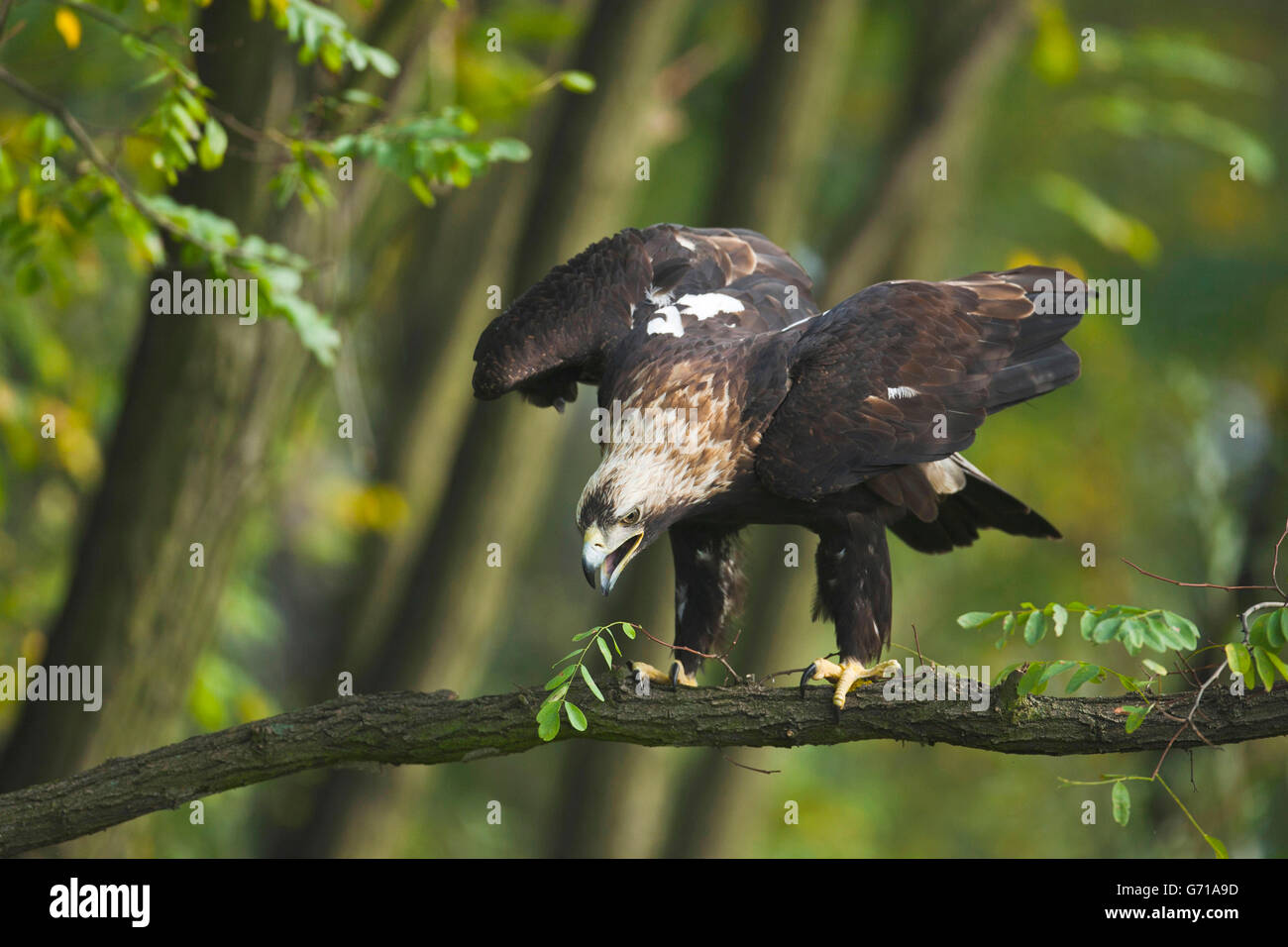 Imperial Eagle, Marchauen, Lower Austria, Austria / (Aquila heliaca ...