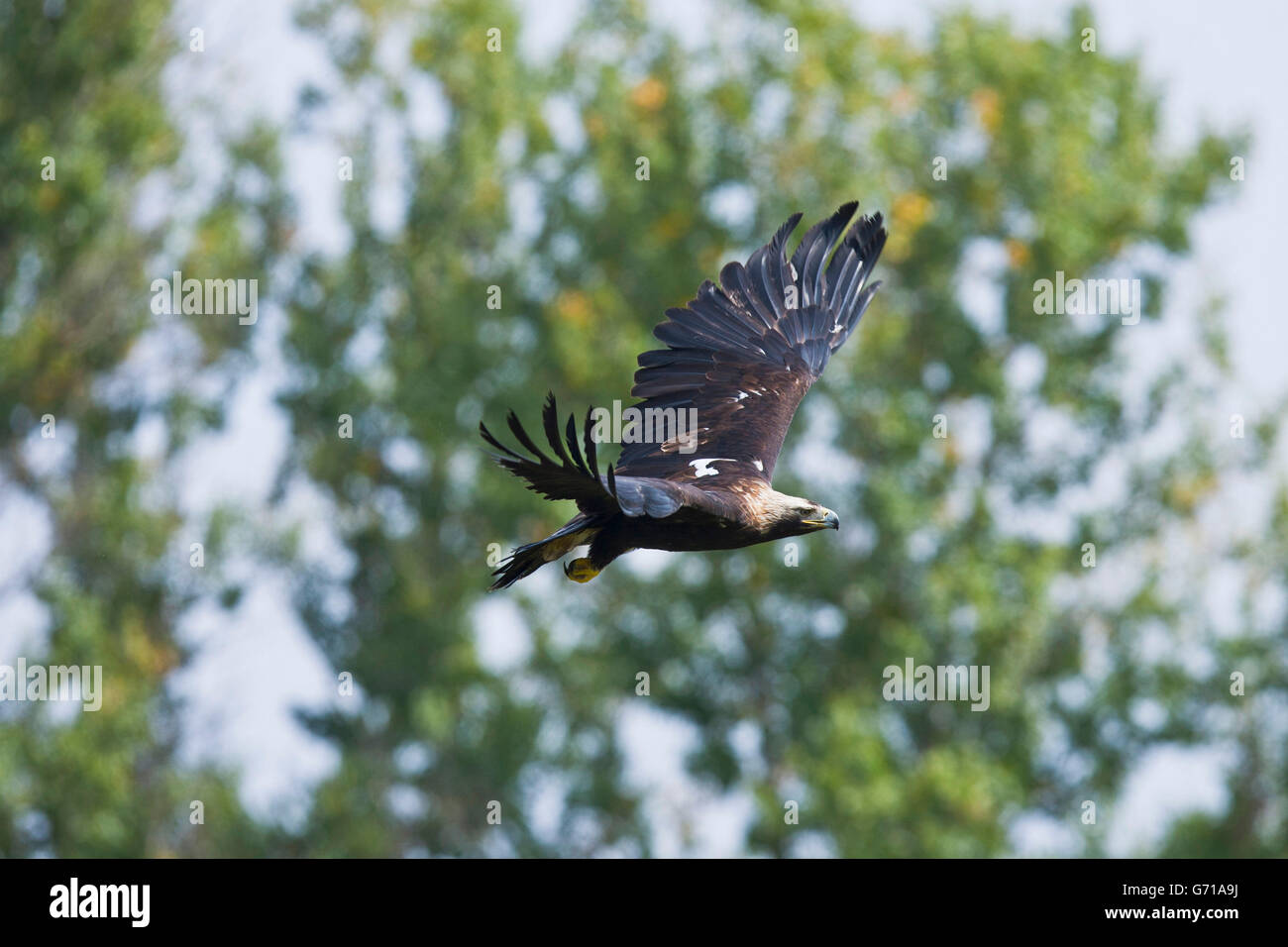 Imperial Eagle, Marchauen, Lower Austria, Austria / (Aquila heliaca ...