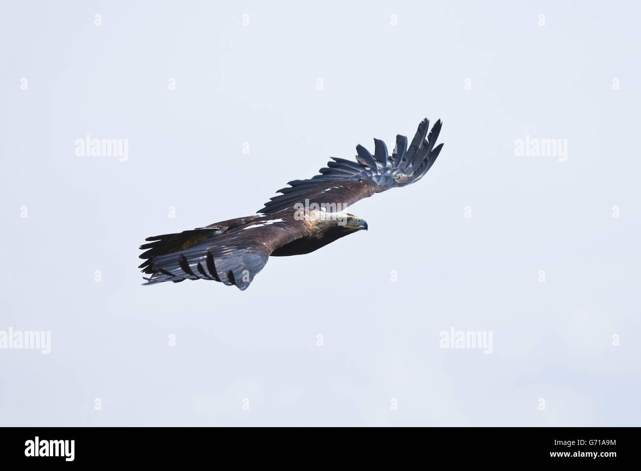 Imperial Eagle, Marchauen, Lower Austria, Austria / (Aquila heliaca ...