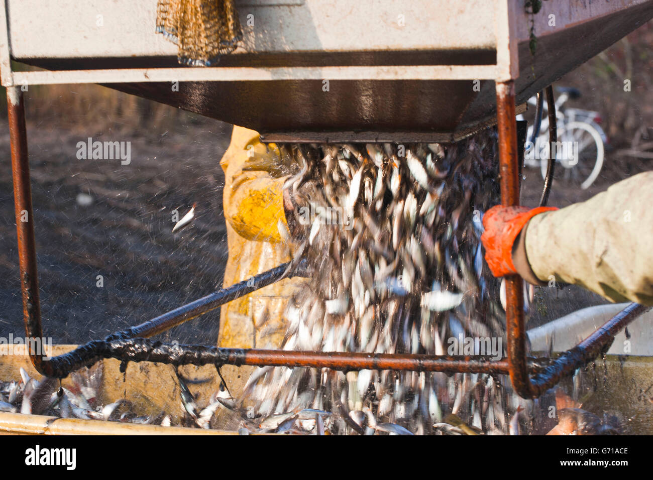 Small fish falling out of lifting device hi-res stock photography and ...