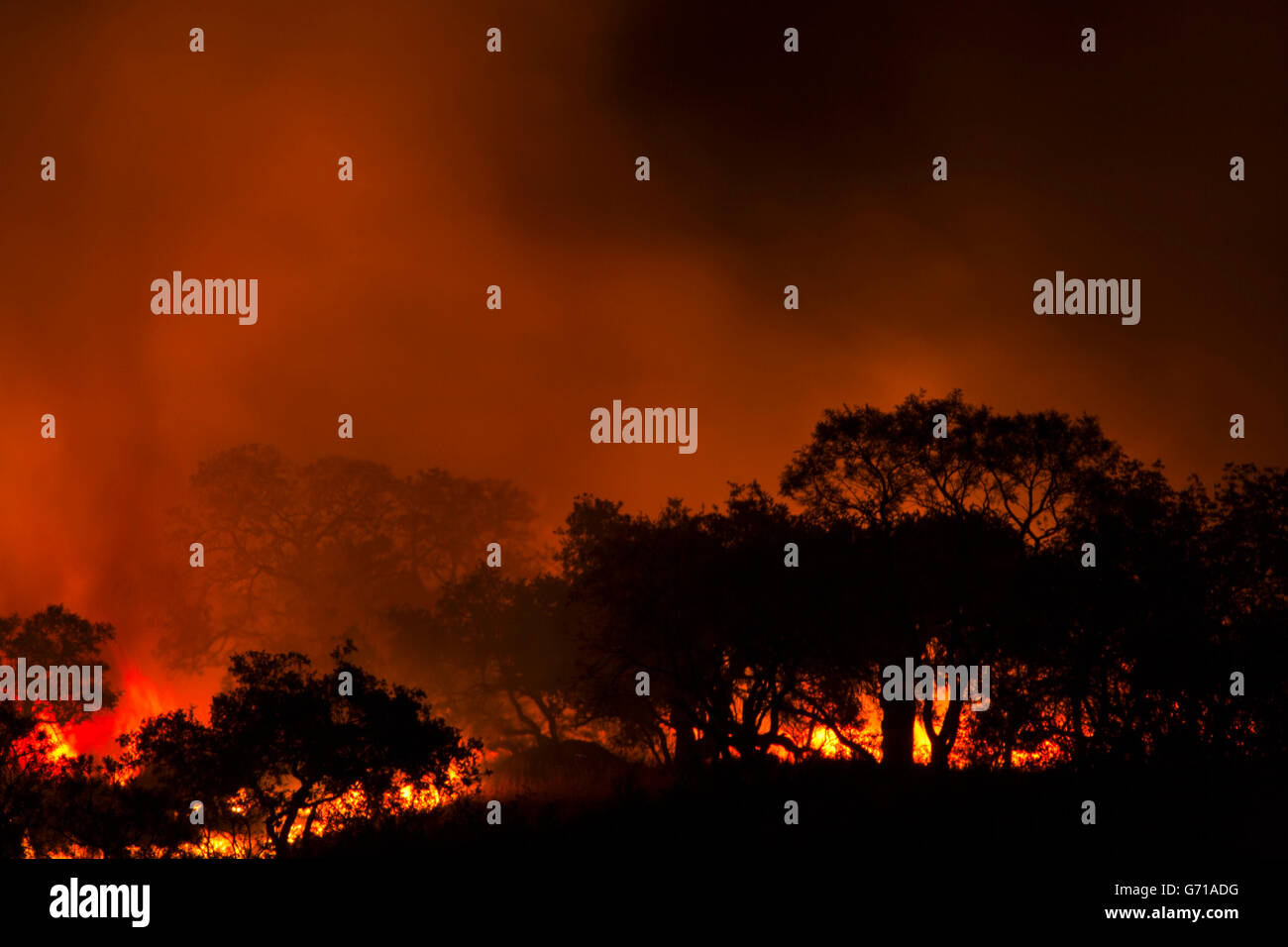 Bush fire, KwaZulu-Natal, South Africa / bushfire, brush fire ...