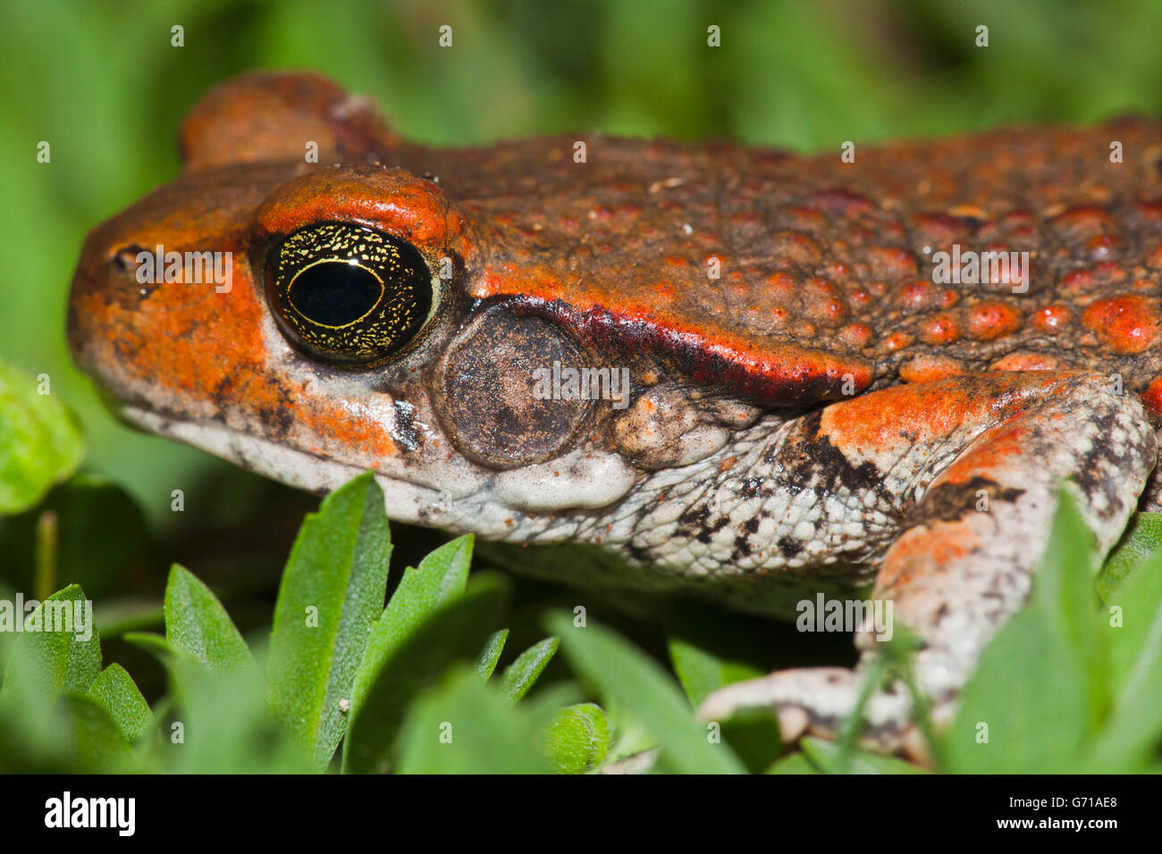 Red Toad, Hidden Valley, KwaZulu-Natal, South Africa / (Schismaderma ...